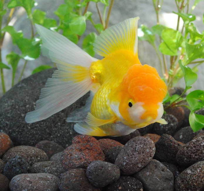Yellow goldfish | hermantogoldfish
