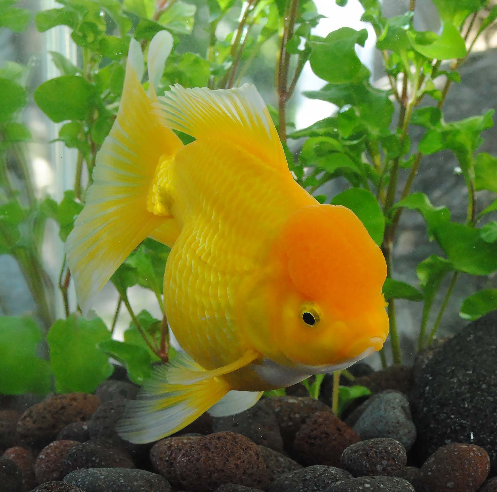 Yellow Oranda 2020 | hermantogoldfish