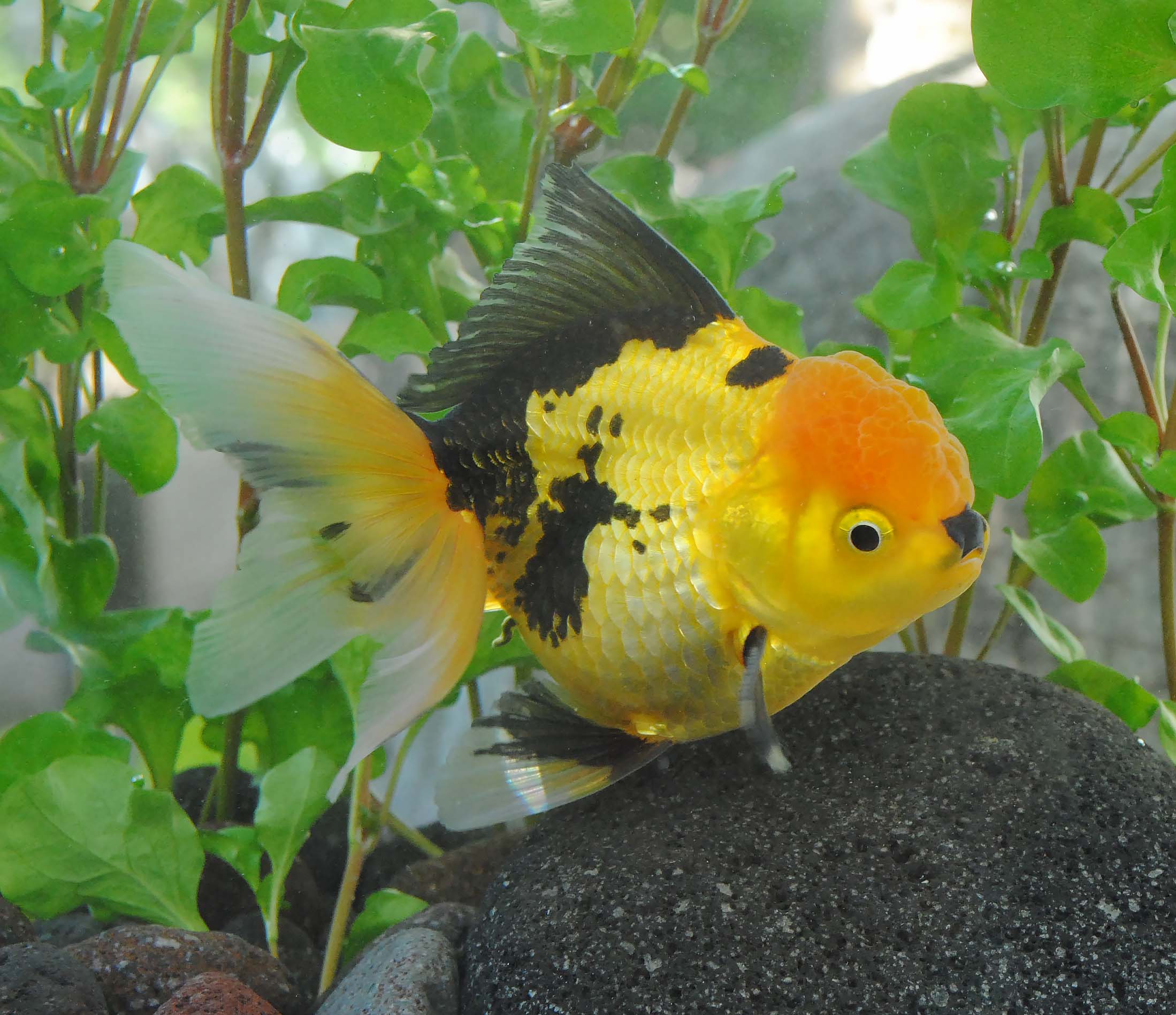 Yellow Oranda 2020 | hermantogoldfish