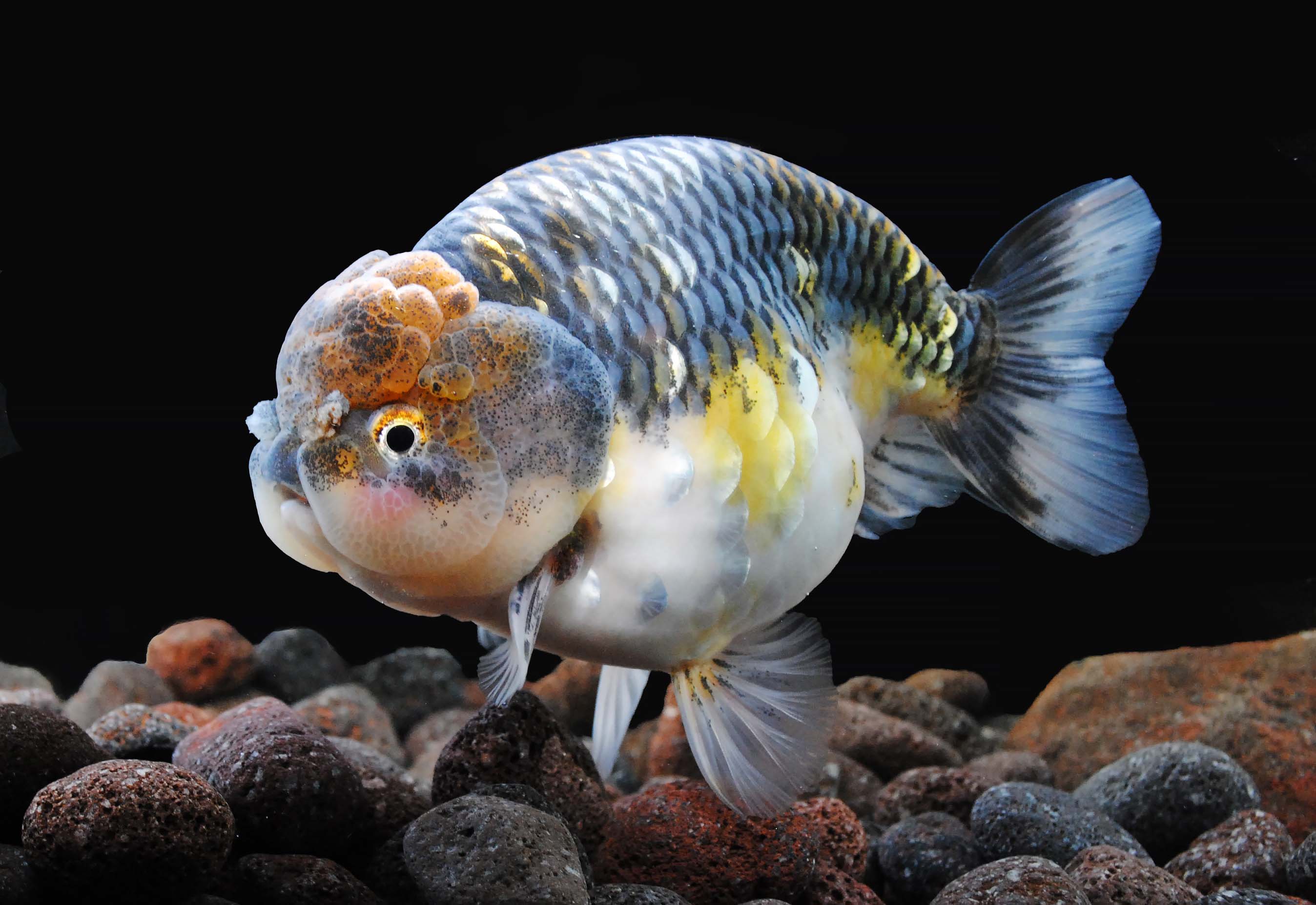 Update on Cow Ranchu Project 2020 | hermantogoldfish