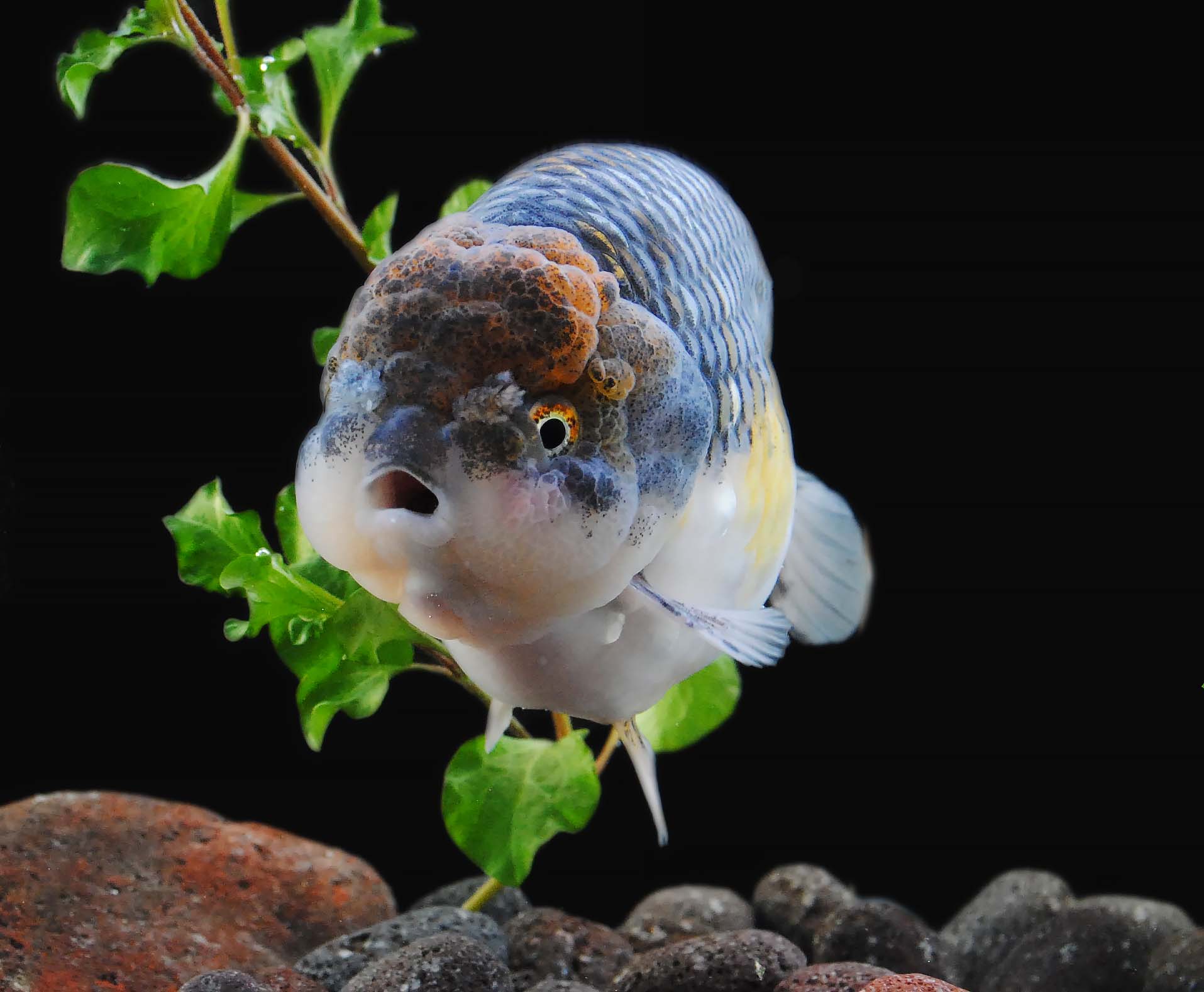 Update on Cow Ranchu Project 2020 | hermantogoldfish