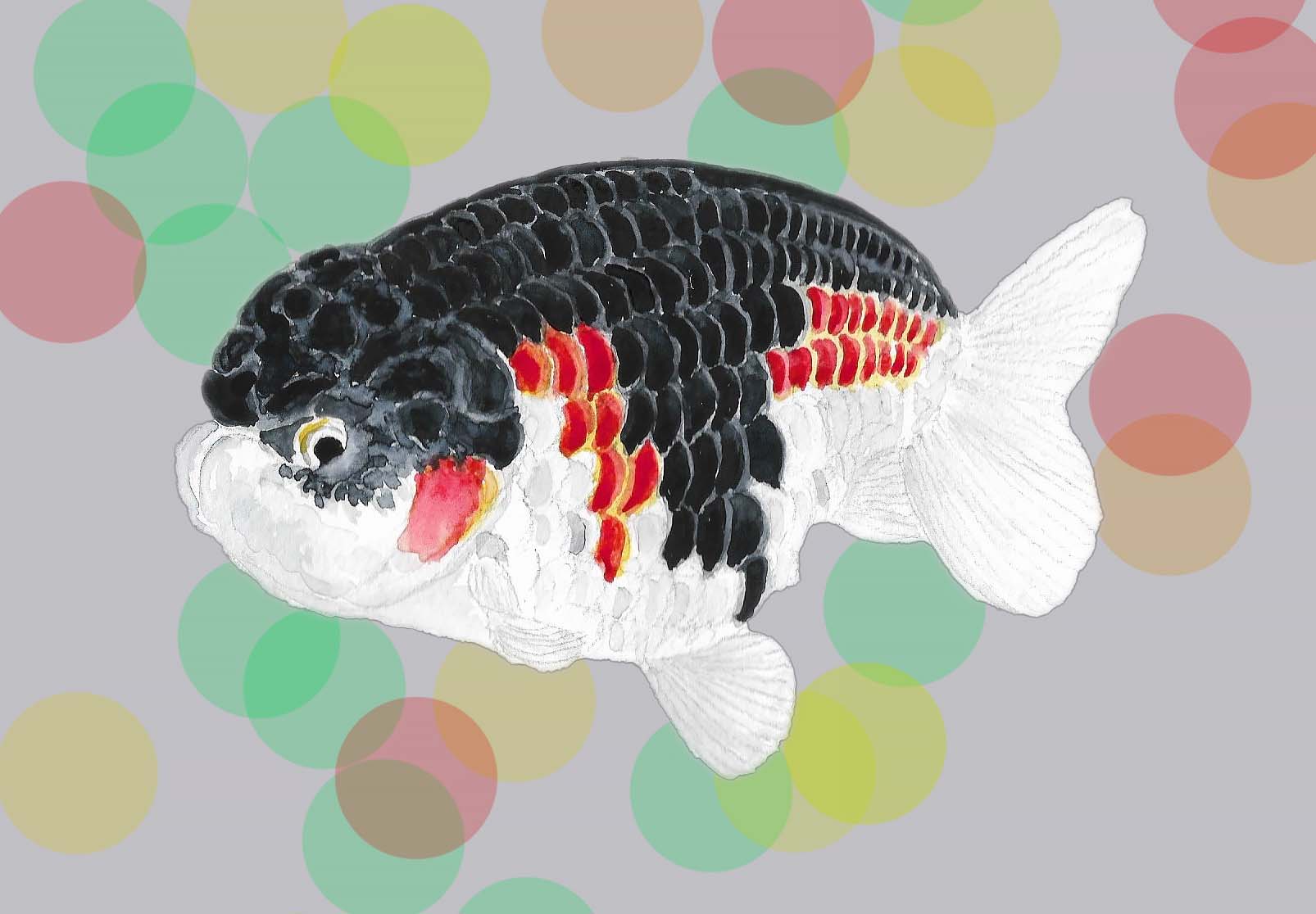 Towards Tricolor Ranchu | hermantogoldfish