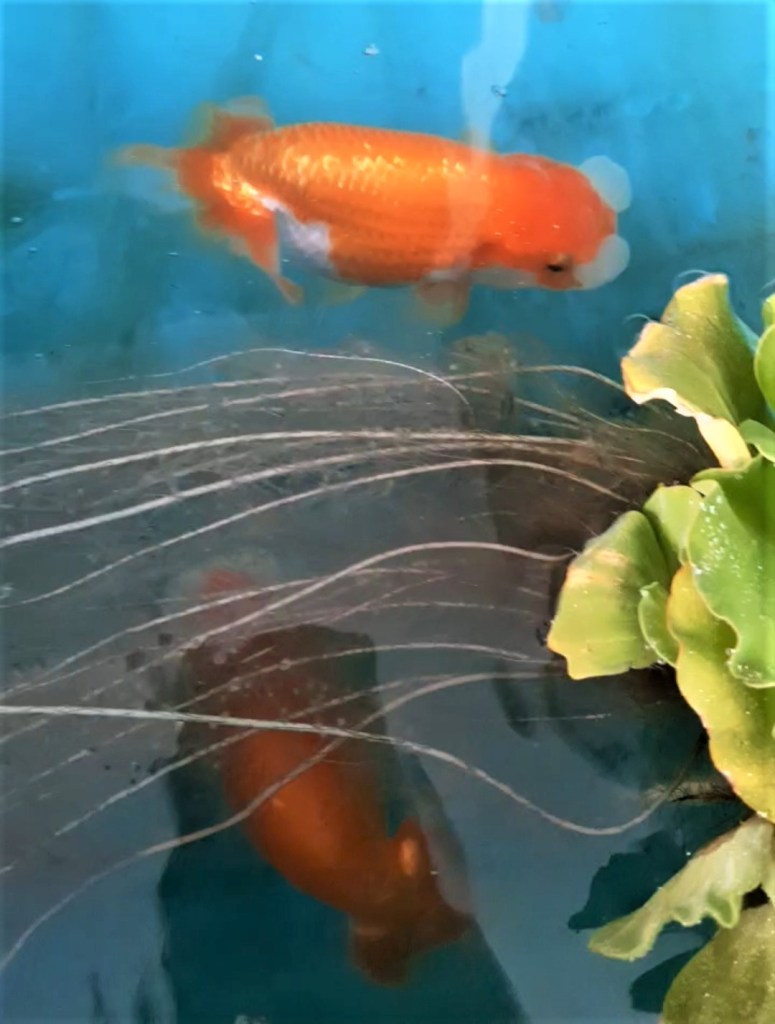 How to Induce Spawning | hermantogoldfish