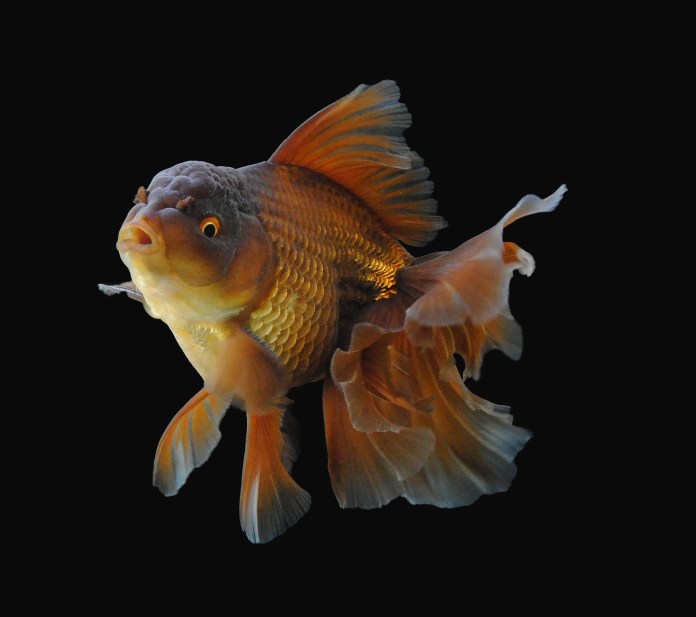hermantogoldfish | hermantogoldfish
