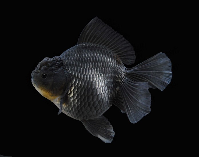 The Diary of a Goldfish Breeder 2022 | hermantogoldfish