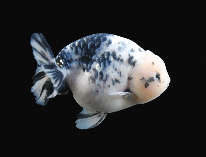 The Diary of a Goldfish Breeder 2023 (11) | hermantogoldfish