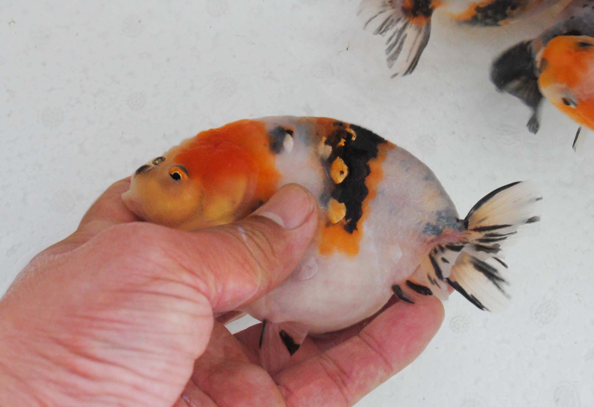 cow ranchu | hermantogoldfish