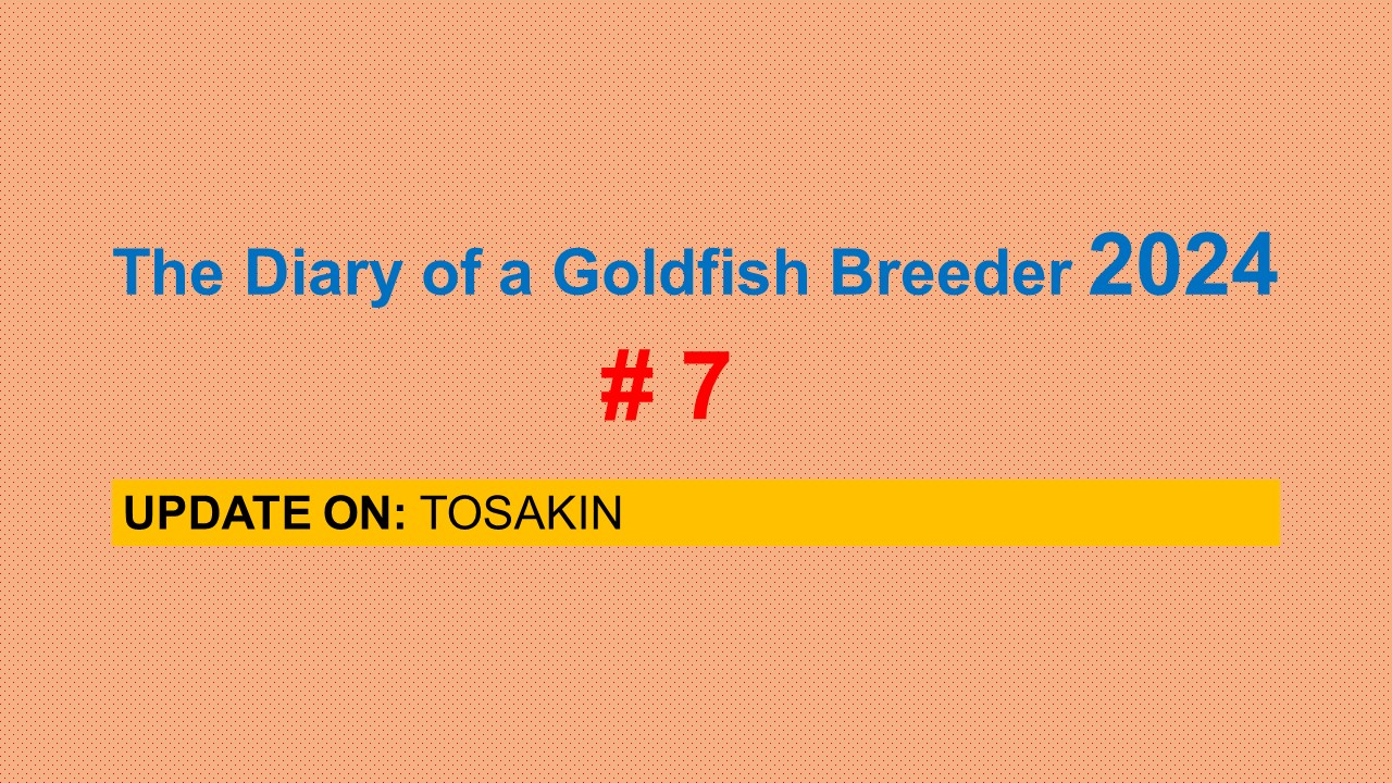 The Story of a Goldfish Breeder 2024 (7) | hermantogoldfish