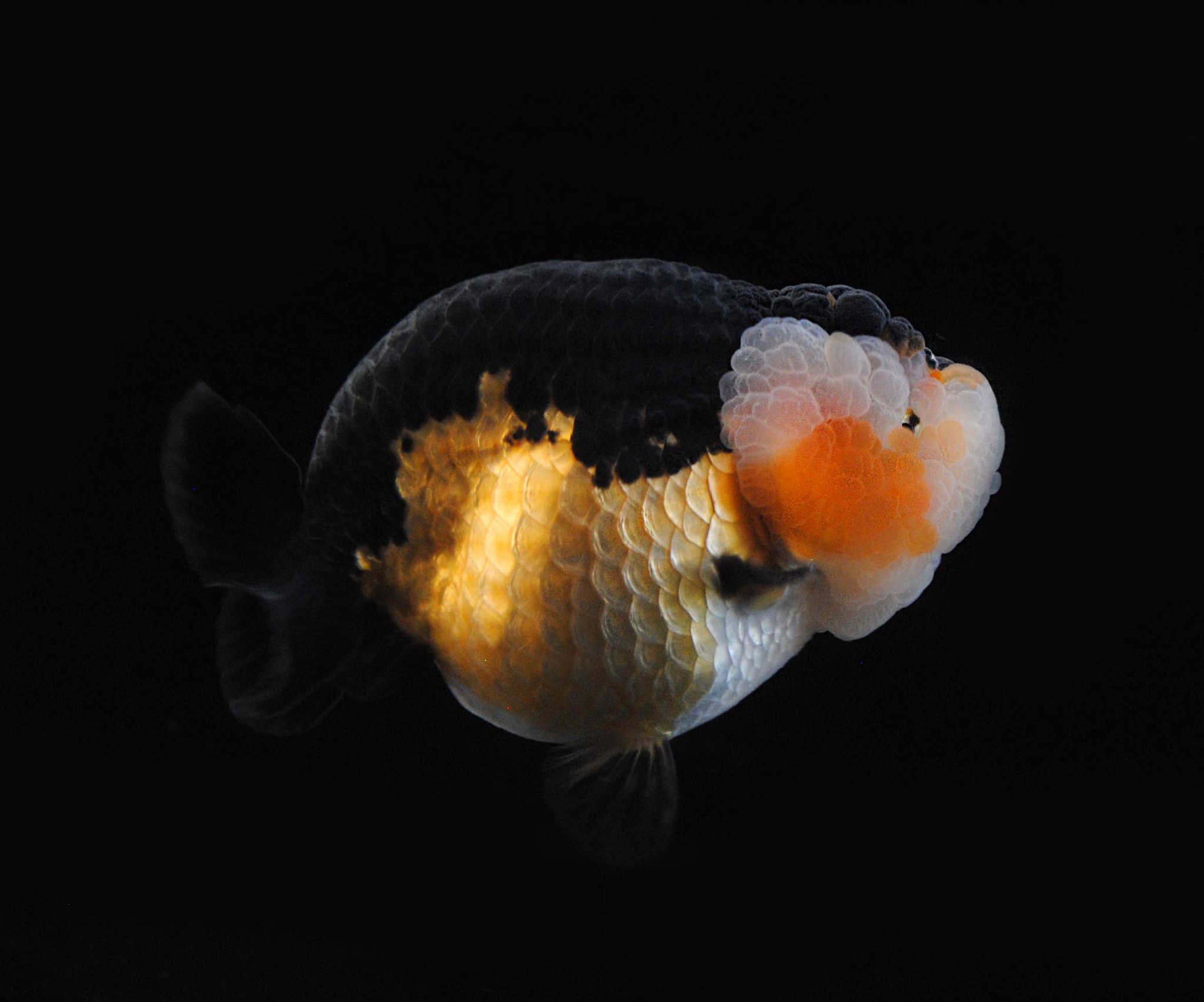 cow ranchu | hermantogoldfish